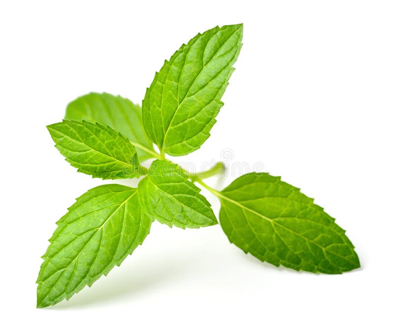 Fresh Peppermint Leaves on White Stock Photo - Image of background ...
