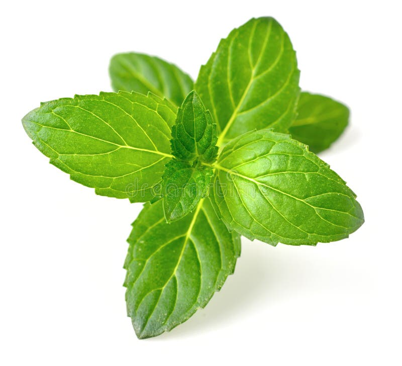 Peppermint Leaves Isolated on White Stock Image - Image of peppermint ...