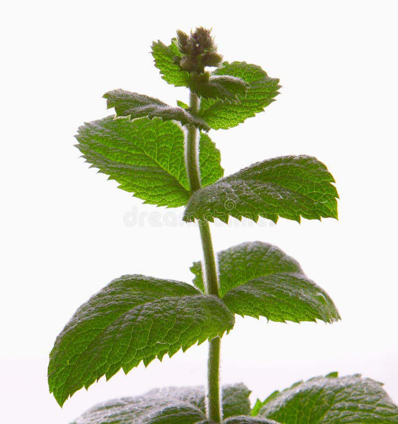 Fresh peppermint plant. stock photo. Image of nature - 34527548