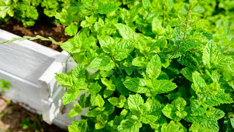 Fresh Peppermint Seedlings in Wooden Pots in the Herb Garden Stock ...