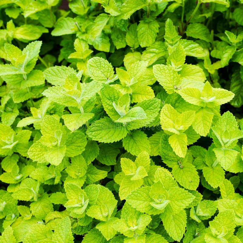Fresh Peppermint Seedlings in Wooden Pots in the Herb Garden Stock ...