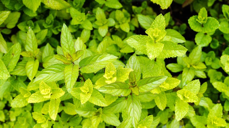 Fresh Peppermint Seedlings in Wooden Pots in the Herb Garden Stock ...