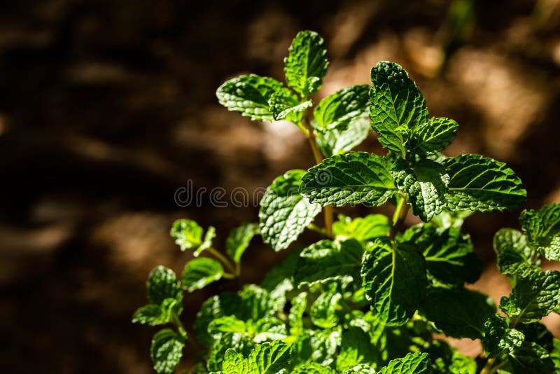 Fresh Peppermint Trees in Organig Garden Stock Photo - Image of organic ...