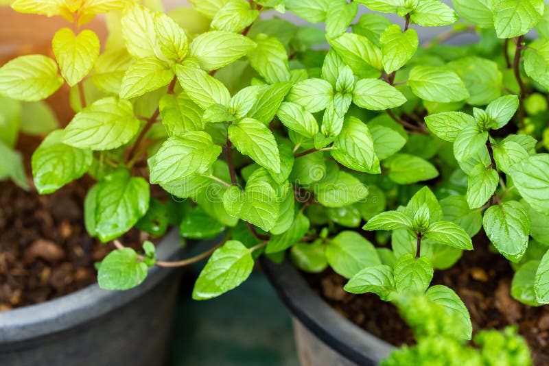 Fresh Peppermint Trees in Organig Garden Stock Photo - Image of herb ...