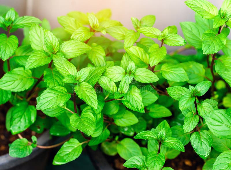 Fresh Peppermint Trees in Organig Garden Stock Photo - Image of close ...