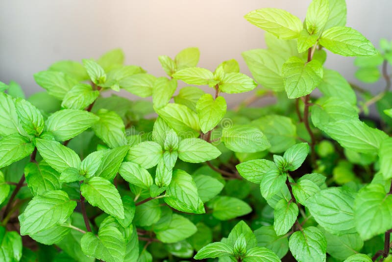 Fresh Peppermint Trees in Organig Garden Stock Photo - Image of herbal ...