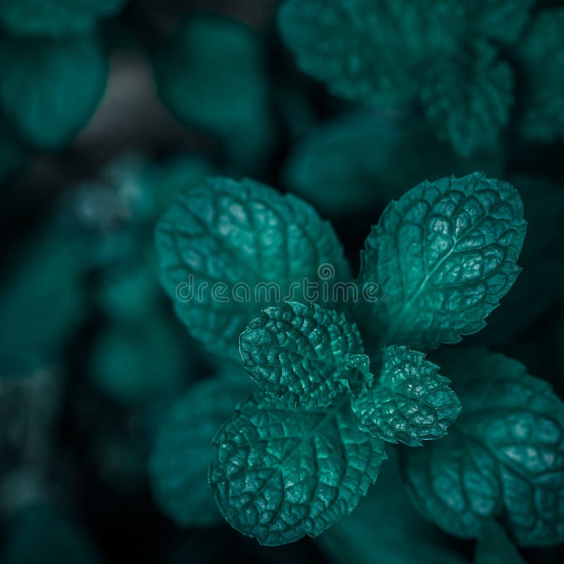 Fresh Peppermint Trees in Organig Garden Stock Photo - Image of close ...