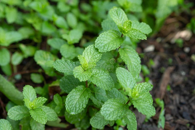 Fresh Peppermint in the Vegetable Plot Background. Close Up Beautiful ...
