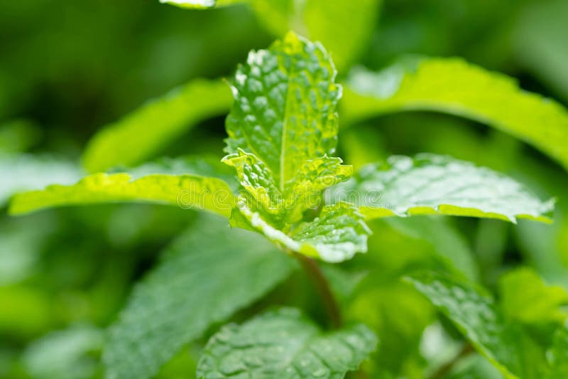 Fresh Peppermint in the Vegetable Plot Background. Close Up Beautiful ...