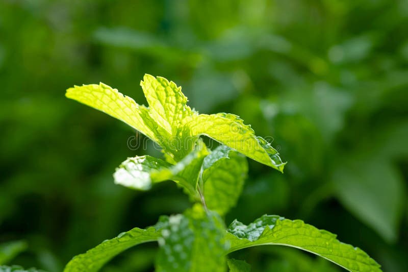 Fresh Peppermint in the Vegetable Plot Background. Close Up Beautiful ...
