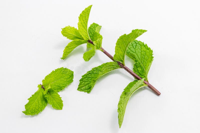 Fresh peppermint on white stock photo. Image of leaves - 124843692
