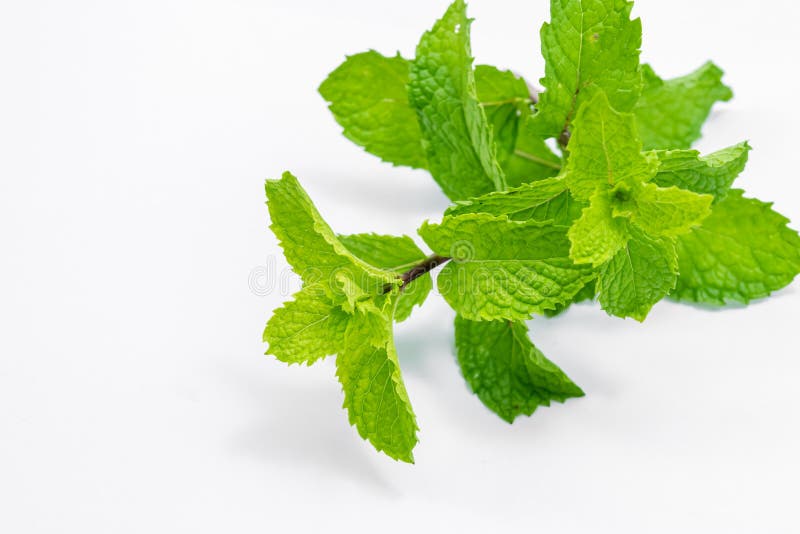 Fresh peppermint on white stock photo. Image of leaves - 124843692