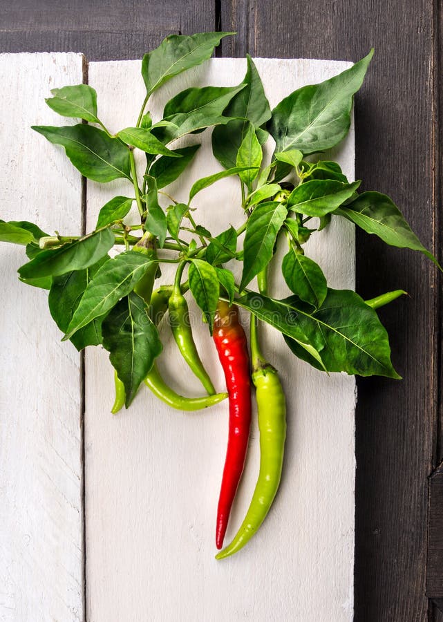 Fresh Pepperoni on Branch with Leaves Stock Photo - Image of decoration ...