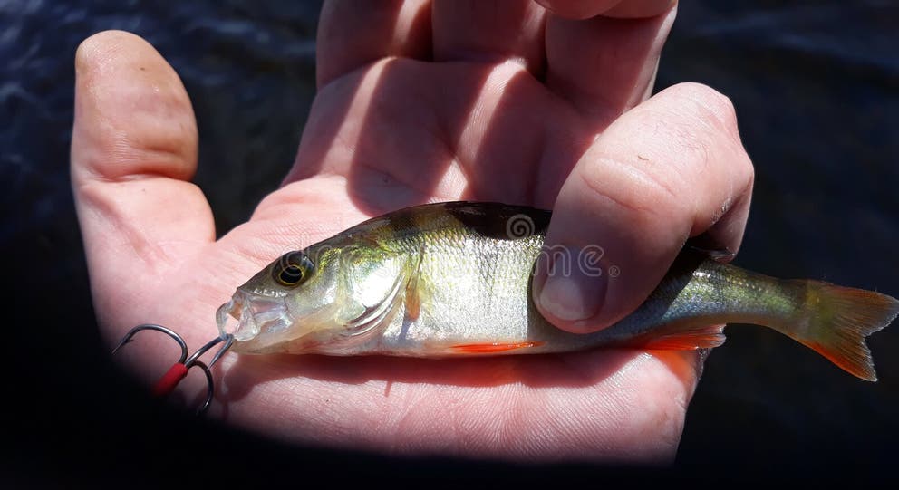 Fresh Perch Fish Catched on Hook Predator Stock Image - Image of caught ...