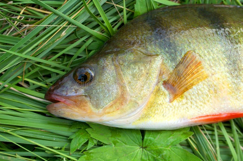 Fresh Perch and Pike on the Grass Stock Image - Image of grass, chain ...