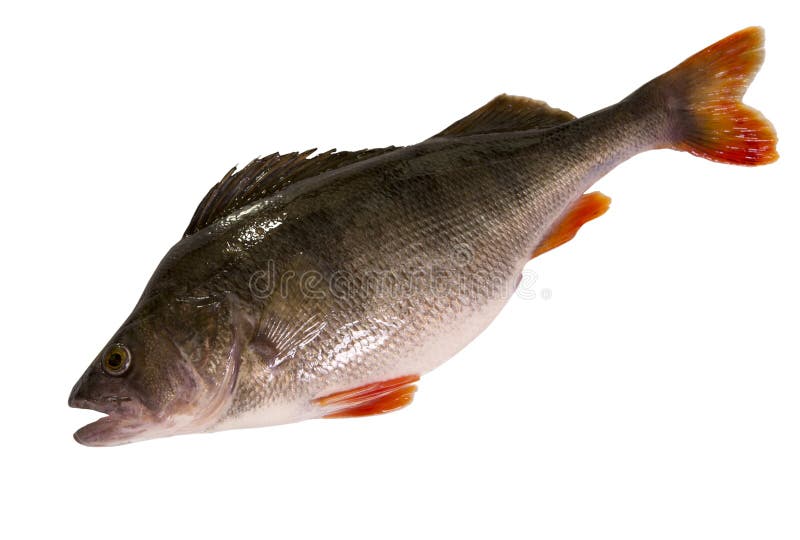 Fresh Perch Isolated on White Background Stock Photo - Image of ...