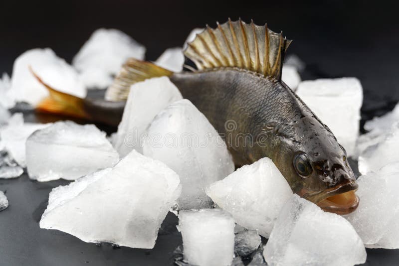 Fresh Perch on Pieces of Ice, on a Black Background. Stock Image ...