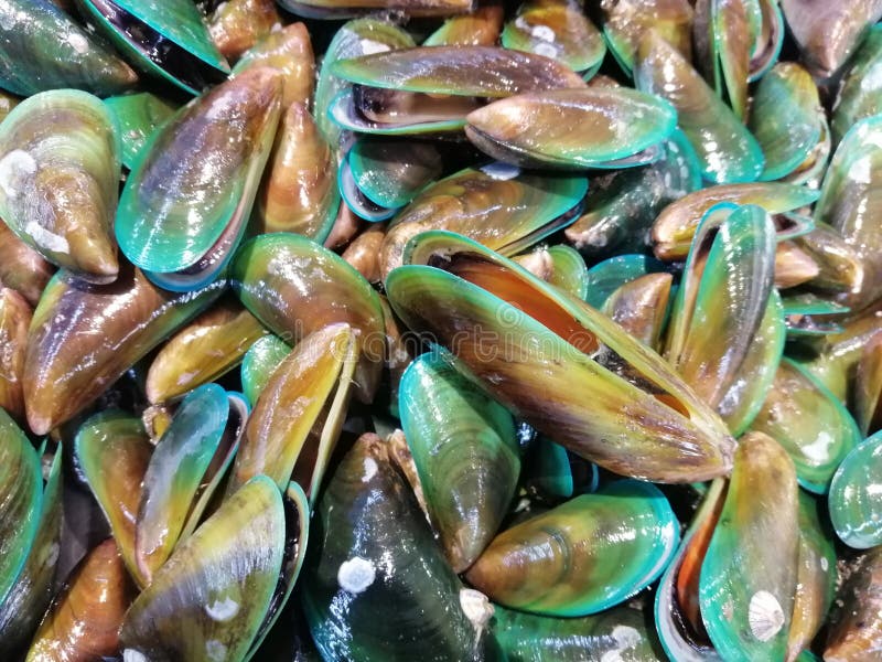 Fresh Perna Viridis Stock Photos - Free & Royalty-Free Stock Photos ...