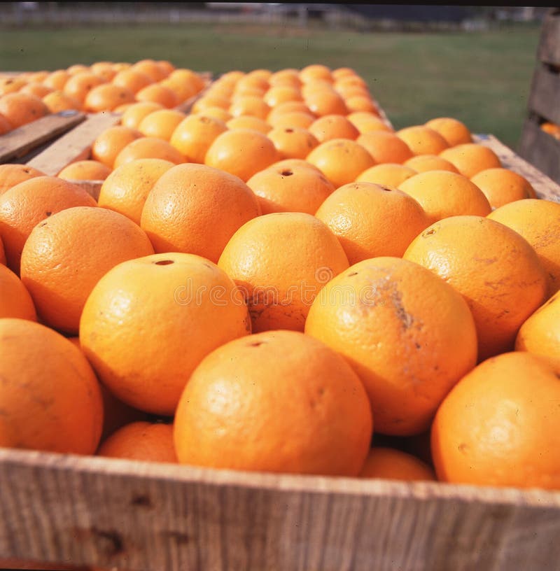 Fresh Peruvian Orange Fruit in Wooden Box Stock Image - Image of berry ...