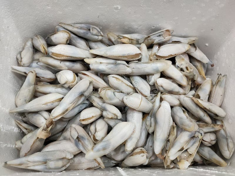 Common Piddock Stock Photos - Free & Royalty-Free Stock Photos from ...