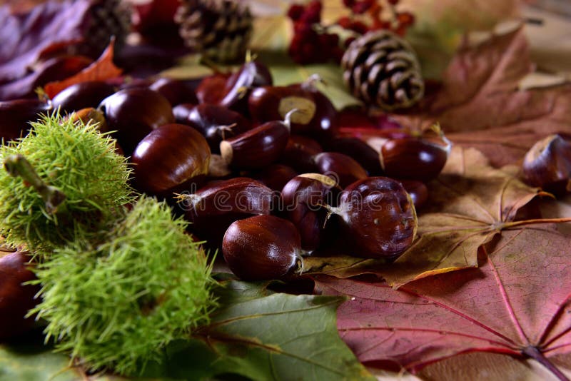 Chestnuts on the Forest Floor in Autumn Stock Photo - Image of natural ...