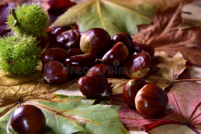 Chestnuts on the Forest Floor in Autumn Stock Photo - Image of natural ...