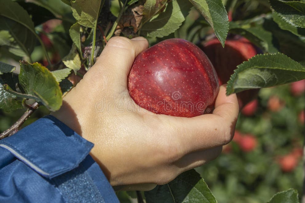 Fresh Picked Apple in an Apple Plantation Stock Photo - Image of group ...
