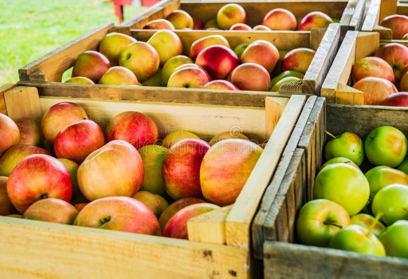 Fresh Picked Apples in the Orchard Stock Photo - Image of fruit, boxes ...