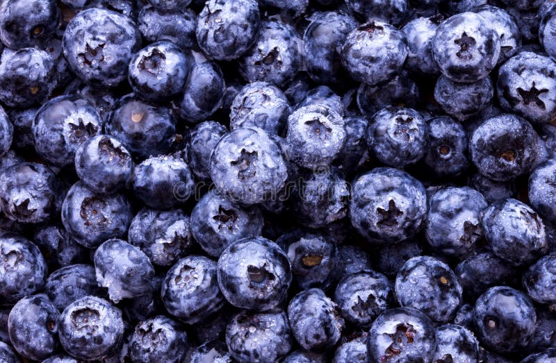 Fresh picked blueberries stock photo. Image of ingredient - 89566758