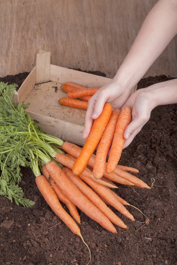 Fresh picked carrots stock image. Image of farmer, basket - 24125403