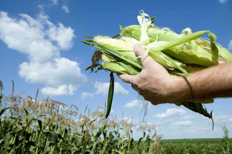 Fresh Picked Corn stock photo. Image of healthy, iowa - 9082558