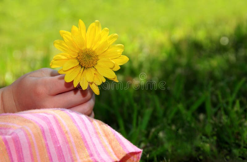 Fresh Picked Squash stock image. Image of nourishment - 2777811