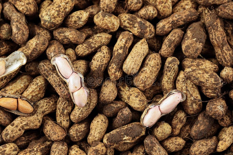 Fresh Picked Ground Peanut stock image. Image of tanah - 276381349