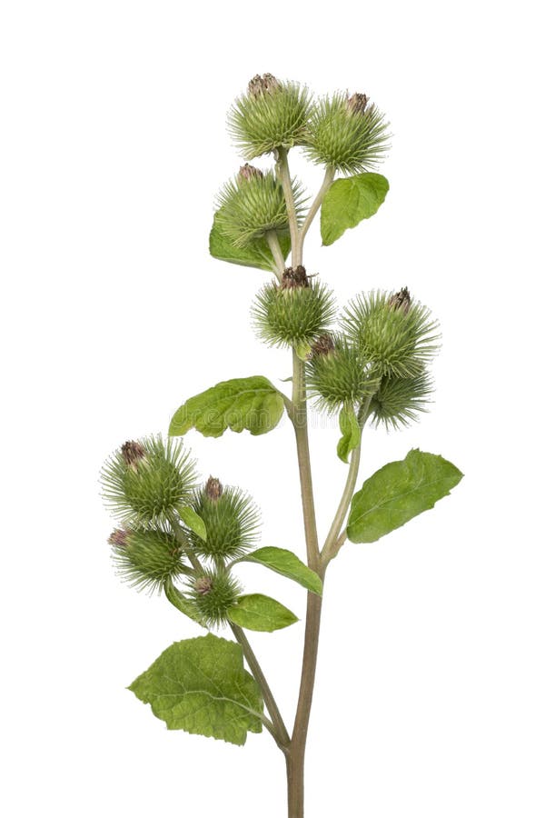 Fresh Picked Lesser Burdock, Little Burdock on White Background Stock ...