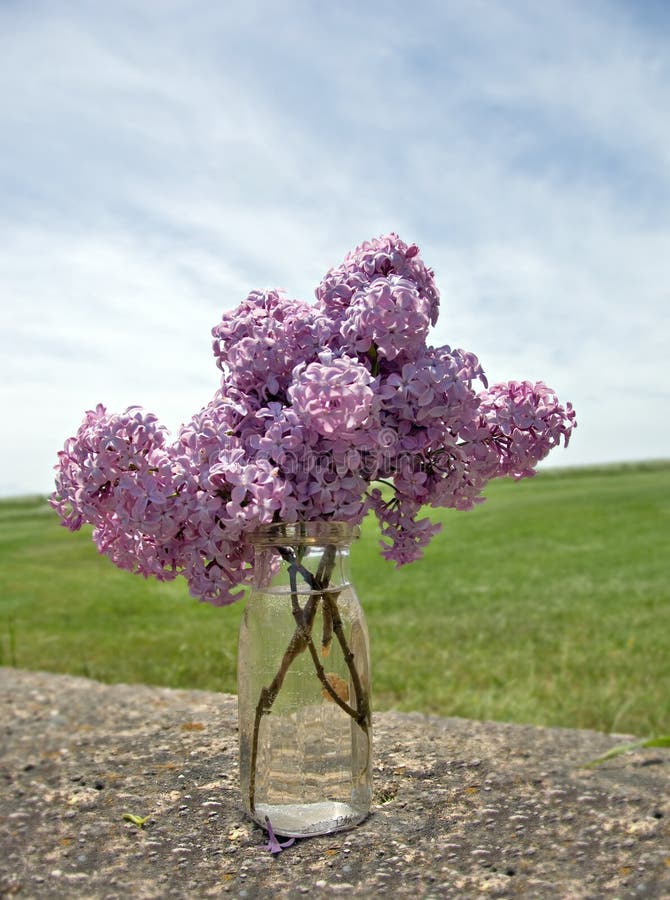 Purple Lilacs in White Bowl Stock Image - Image of life, lilacs: 13753891