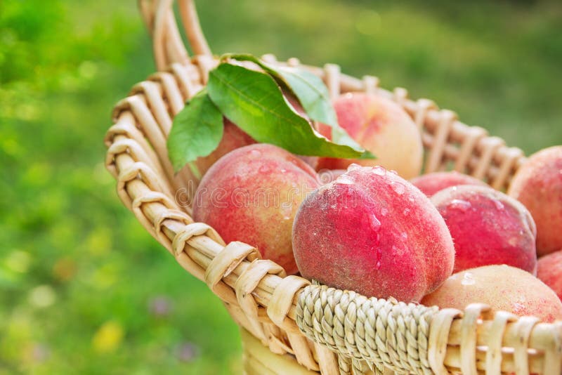 Fresh Picked Natural Organic Peaches in a Basket Outdoors in Su Stock ...