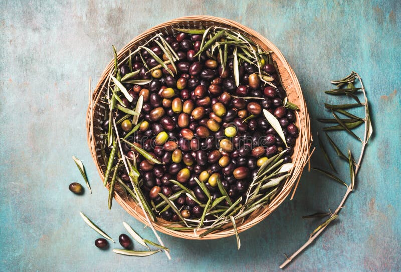 Fresh Picked Olives Just from Trees Basket Harvest. Stock Photo - Image ...
