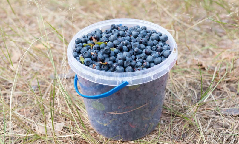 Fresh Picked Organic Blueberries in the Bucket Stock Photo - Image of ...