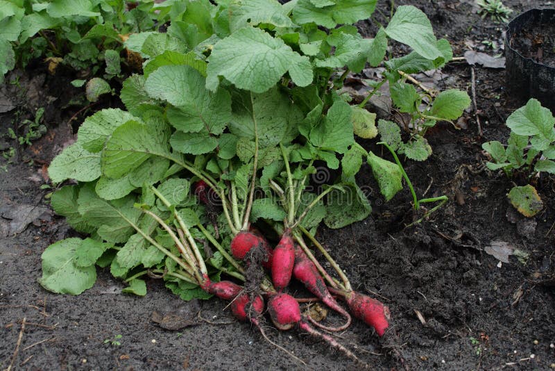 Fresh Picked Organic Radishes Stock Image - Image of radish, green ...