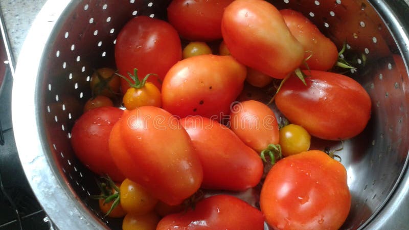 Fresh picked plum tomatoes stock image. Image of plum - 43138071