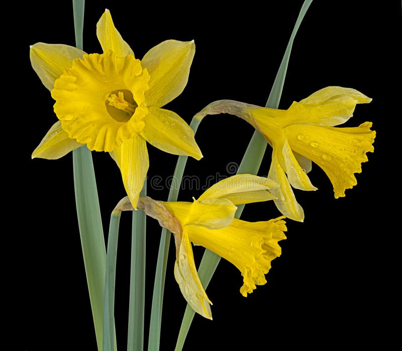 Wild Daffodils, Narcissus Over Black Stock Photo - Image of narcissi ...