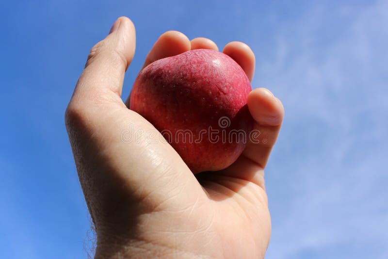 Fresh Picked Ripe Red Apple Straight from the Tree Held Up Against a ...
