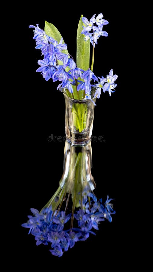 Fresh Picked Spring Flowers and Reflection Stock Image - Image of black ...