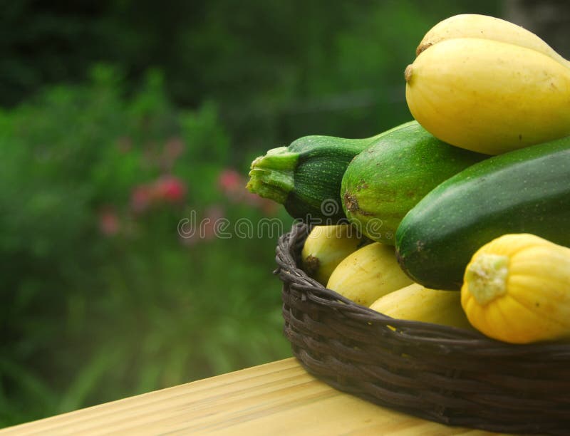 Fresh Picked Squash stock image. Image of nourishment - 2777811