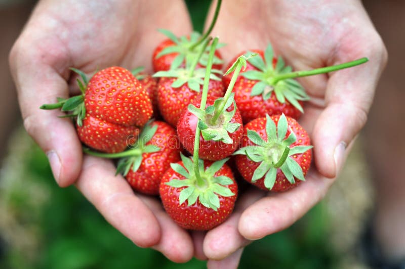 Fresh picked strawberries stock image. Image of hands - 14617581