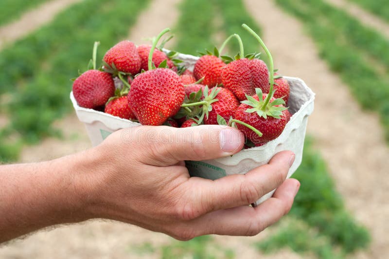Fresh picked strawberries stock photo. Image of garden - 17113372