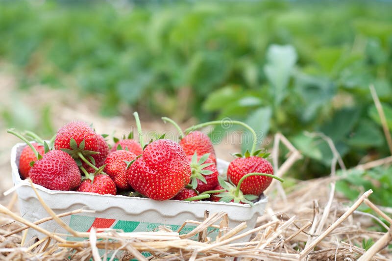 Fresh picked strawberries stock image. Image of harvesting - 17113497