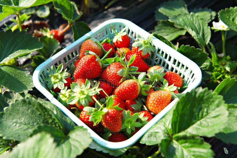 Fresh picked strawberries stock image. Image of heart - 17713745
