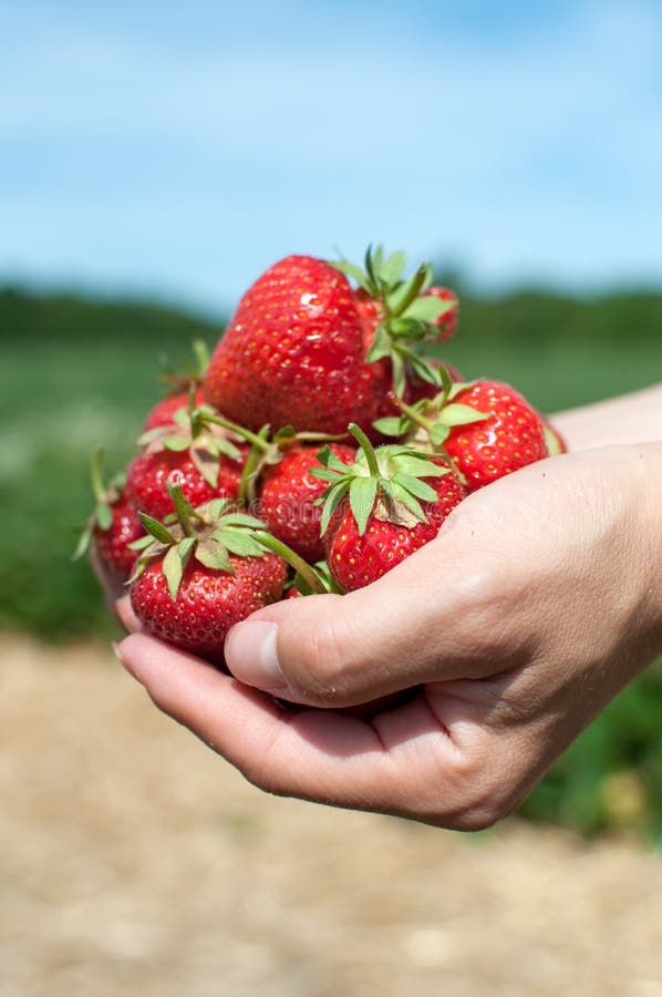 Fresh picked strawberries stock image. Image of growth - 19801639