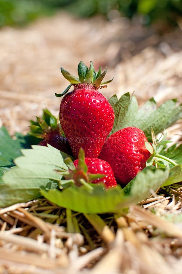 Fresh picked strawberries stock photo. Image of gardening - 17113528